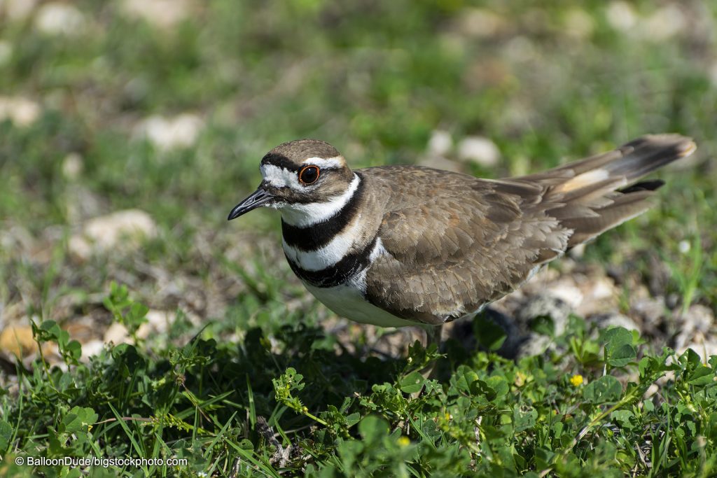 Grounded Running in Birds - DOES GOD EXIST? TODAY