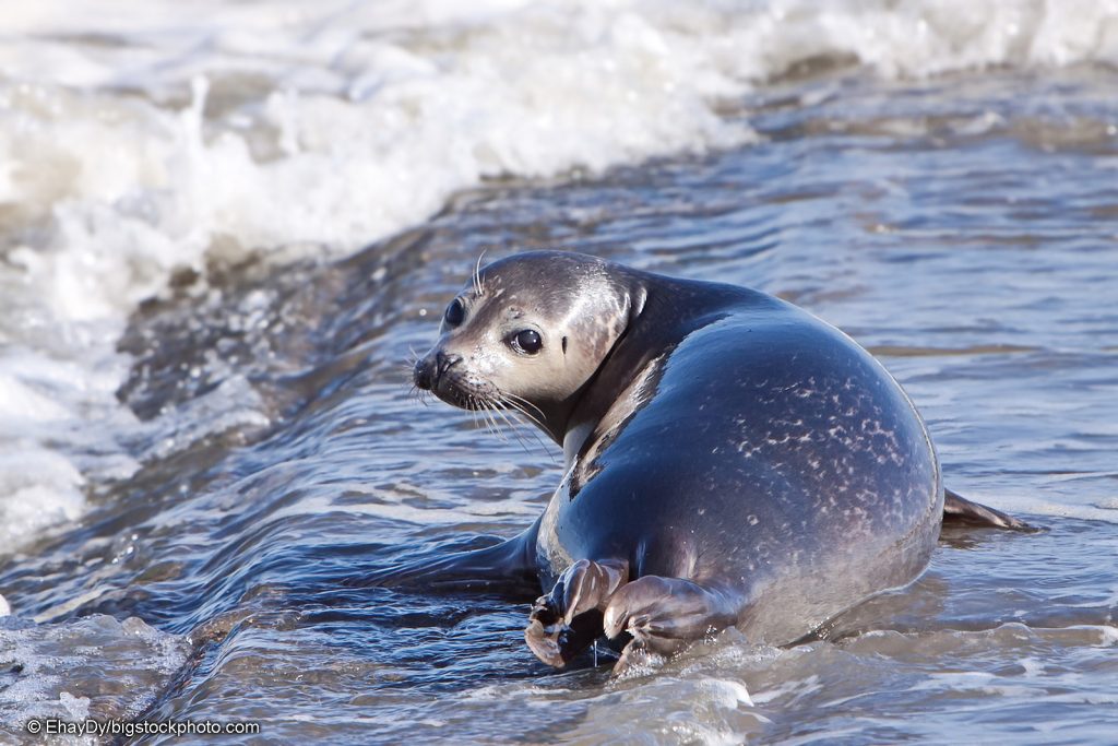 Baikal Seals Are Unique - DOES GOD EXIST? TODAY