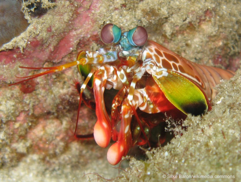 The Mantis Shrimp’s Design - DOES GOD EXIST? TODAY