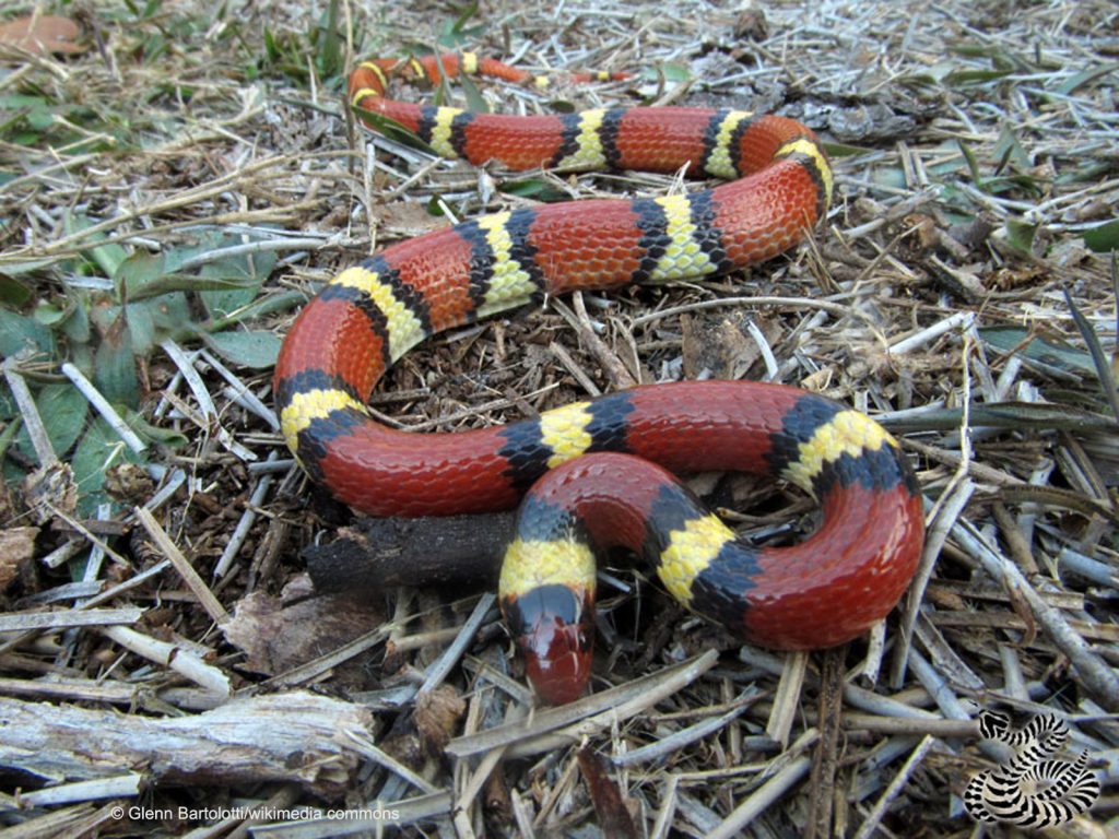 Why Did God Create Snakes? - DOES GOD EXIST? TODAY