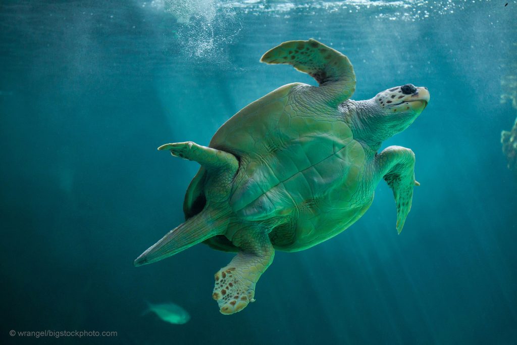 Sea Turtles Find Food - DOES GOD EXIST? TODAY