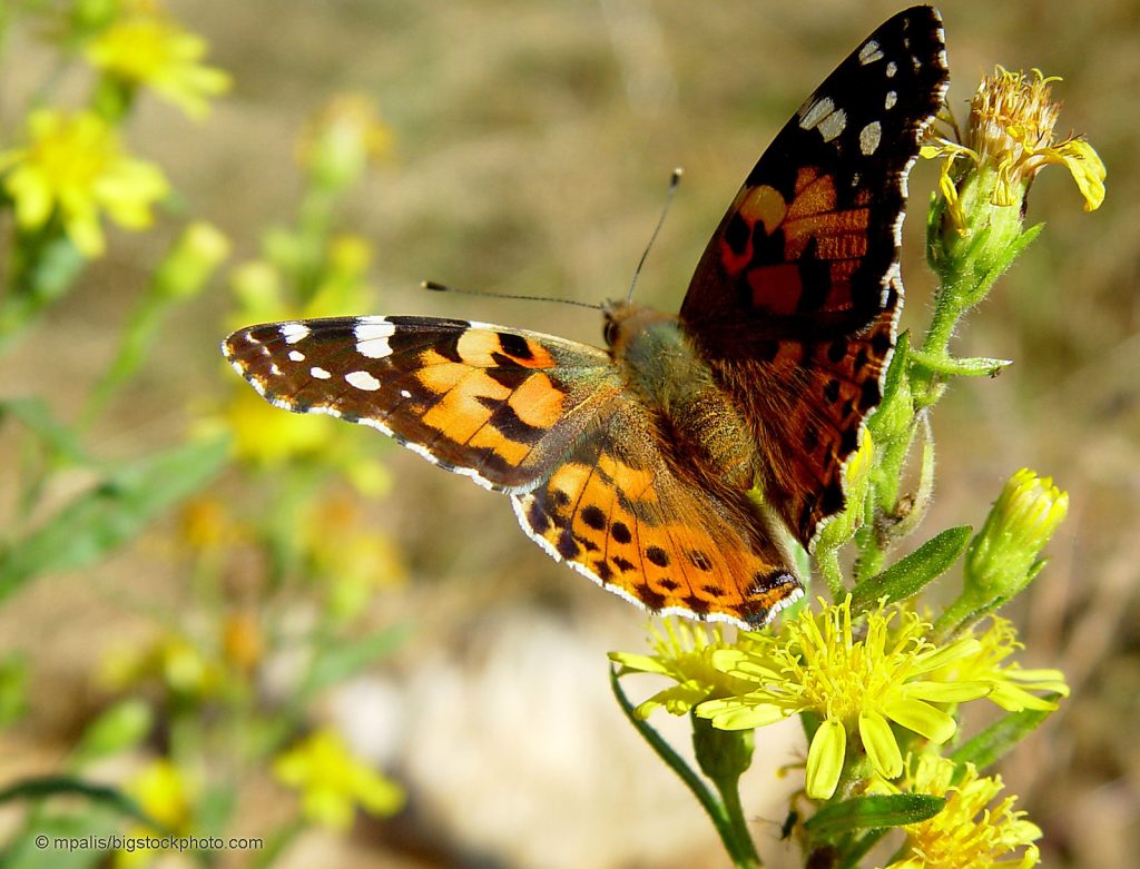 Migration of Painted Lady Butterflies - DOES GOD EXIST? TODAY
