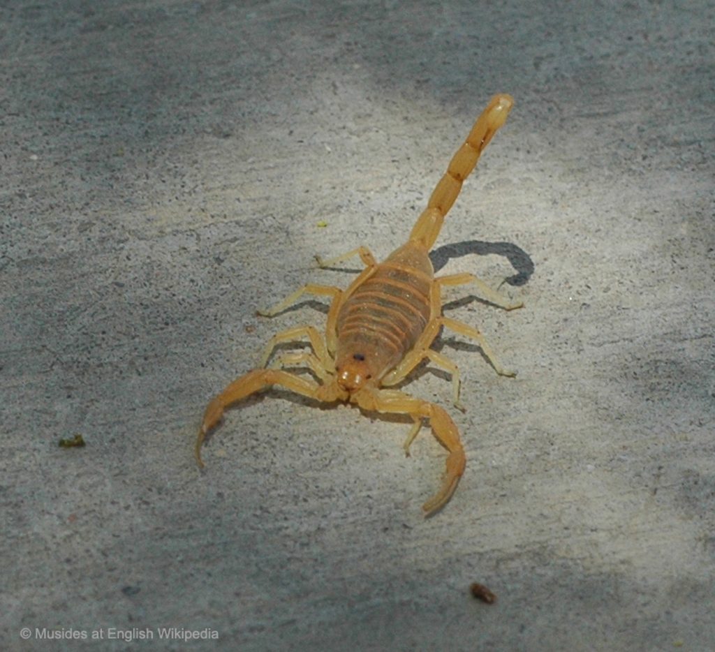 The Scorpion and the Mouse - DOES GOD EXIST? TODAY