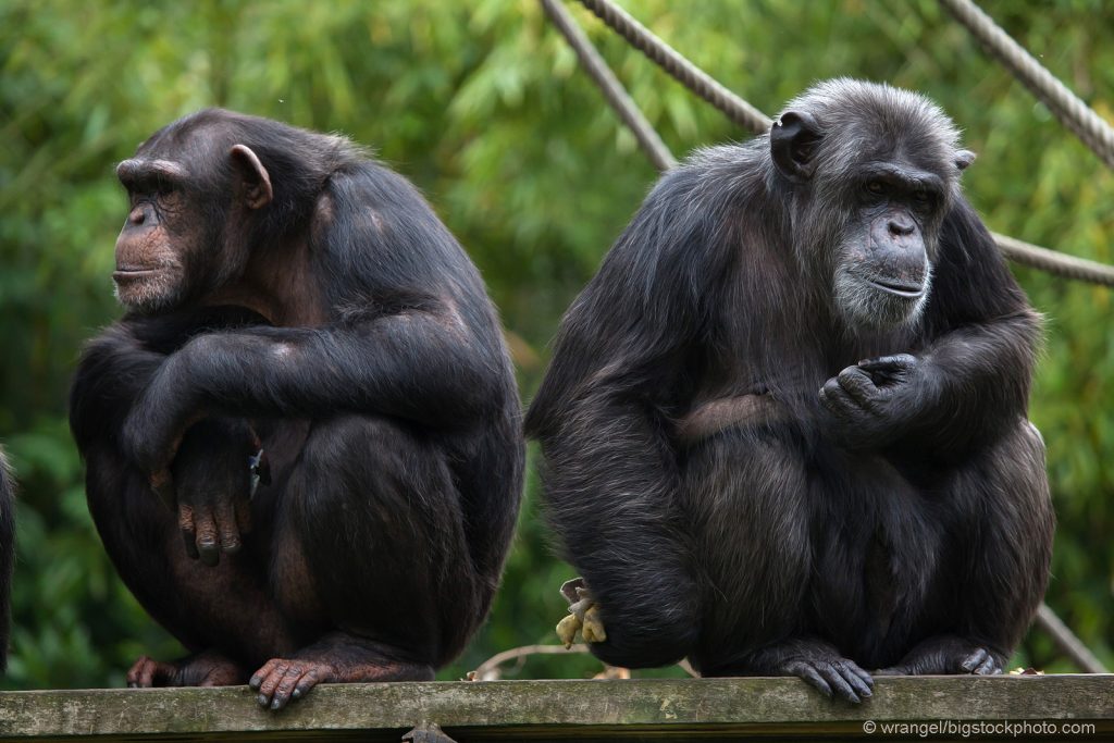 Genetic Difference Between Humans and Chimpanzees - DOES GOD EXIST? TODAY