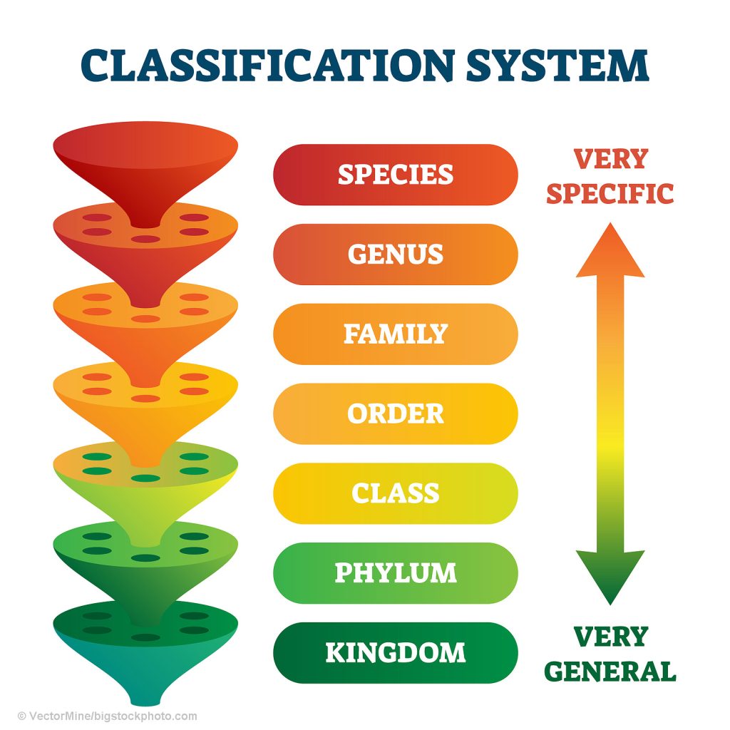 Taxonomic Ranking of Living Things - DOES GOD EXIST? TODAY