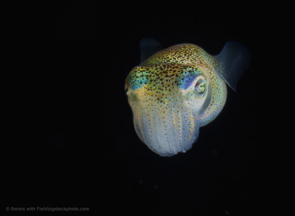 The Evolution of the Bobtail Squid - DOES GOD EXIST? TODAY