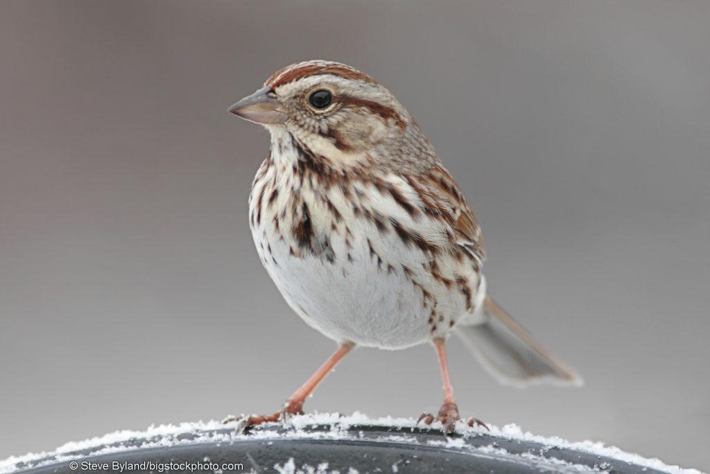 The Song Sparrow’s Success - DOES GOD EXIST? TODAY