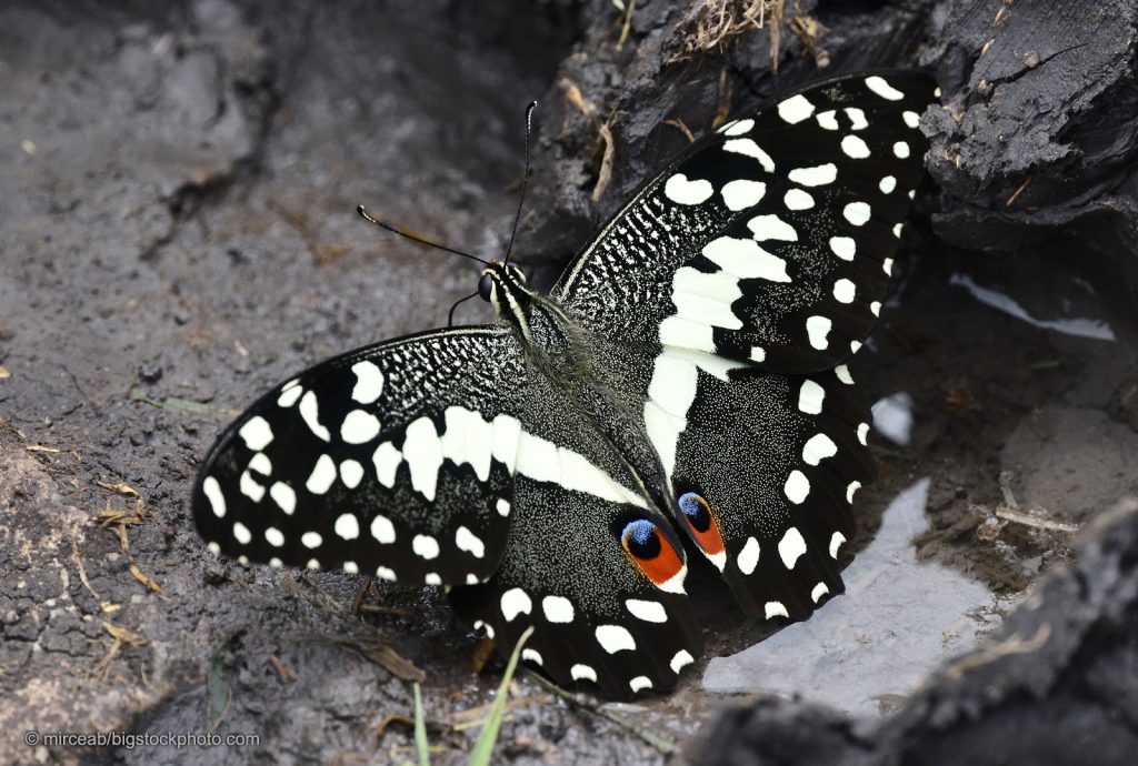 Butterfly Timing Discovery - DOES GOD EXIST? TODAY