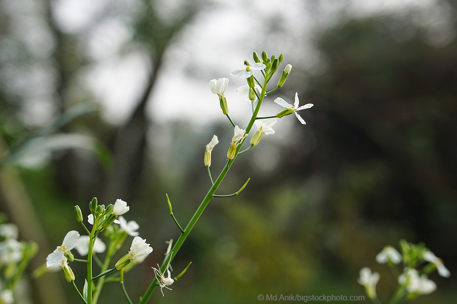 Newly Discovered Plant Communication Method - DOES GOD EXIST? TODAY