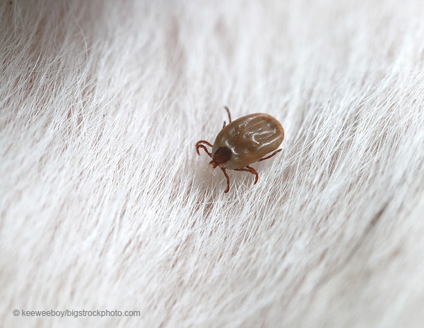 Insects Use Static Electricity - DOES GOD EXIST? TODAY