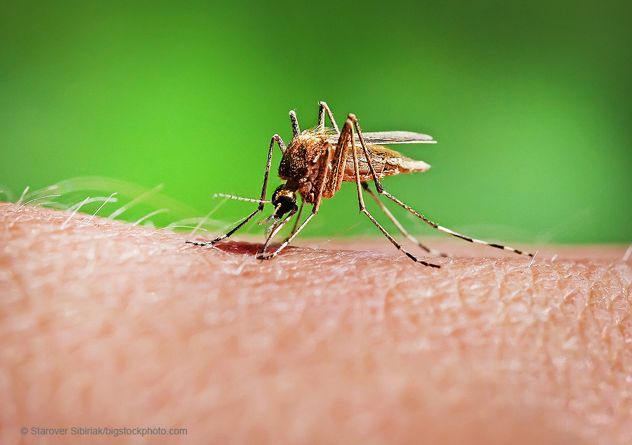 Using Mosquitoes for 3D Printing - DOES GOD EXIST? TODAY